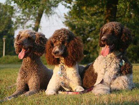 Noble Caniche - Accueil